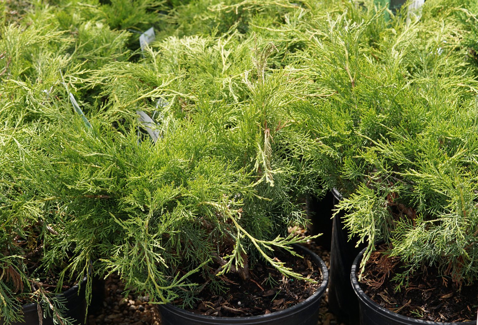 Cuthbert Grant Rose • Kiwi Nurseries Ltd