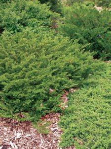 Arcadia Juniper • Kiwi Nurseries Ltd