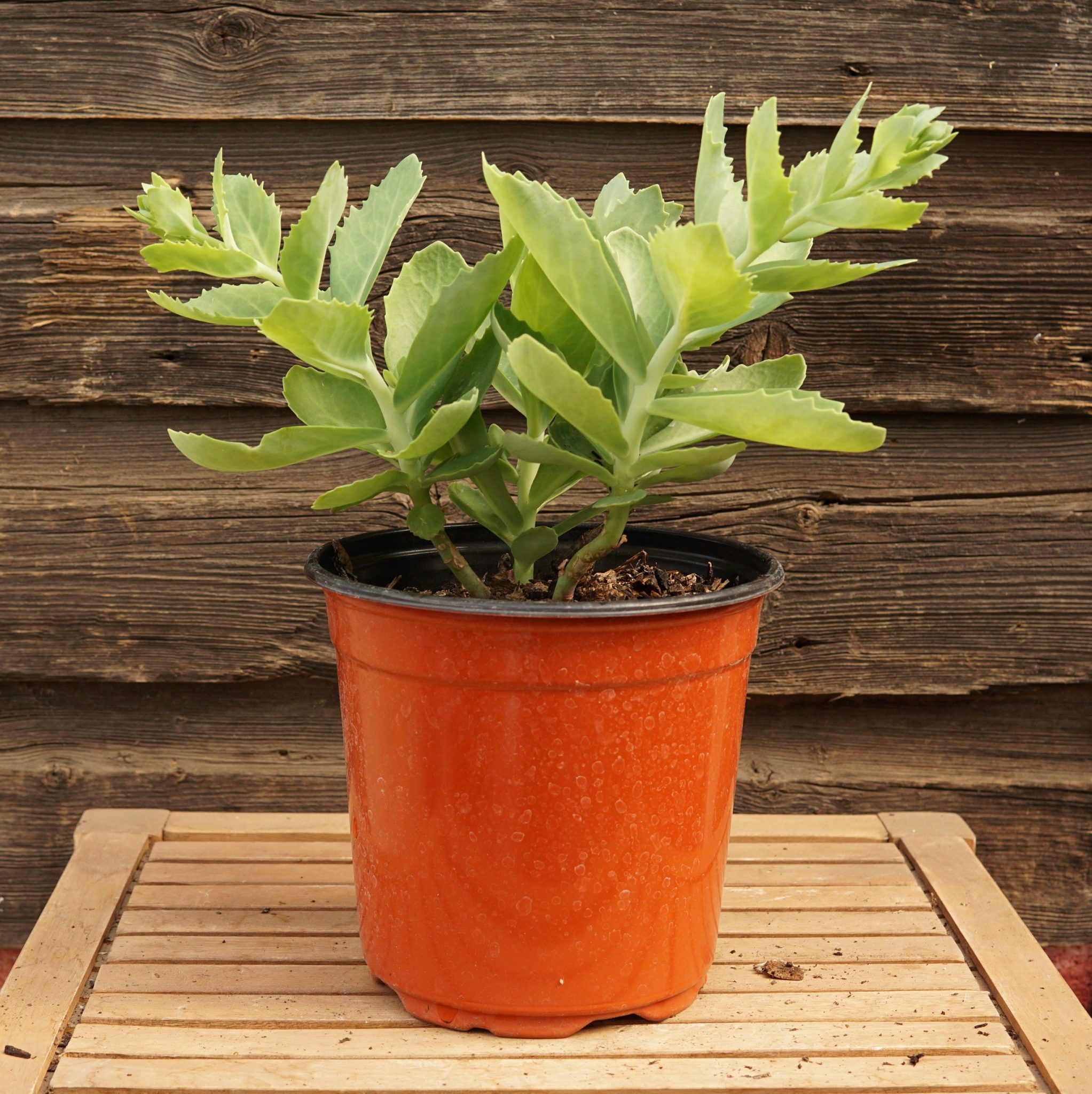 Songbird Cardinal Columbine • Kiwi Nurseries Ltd