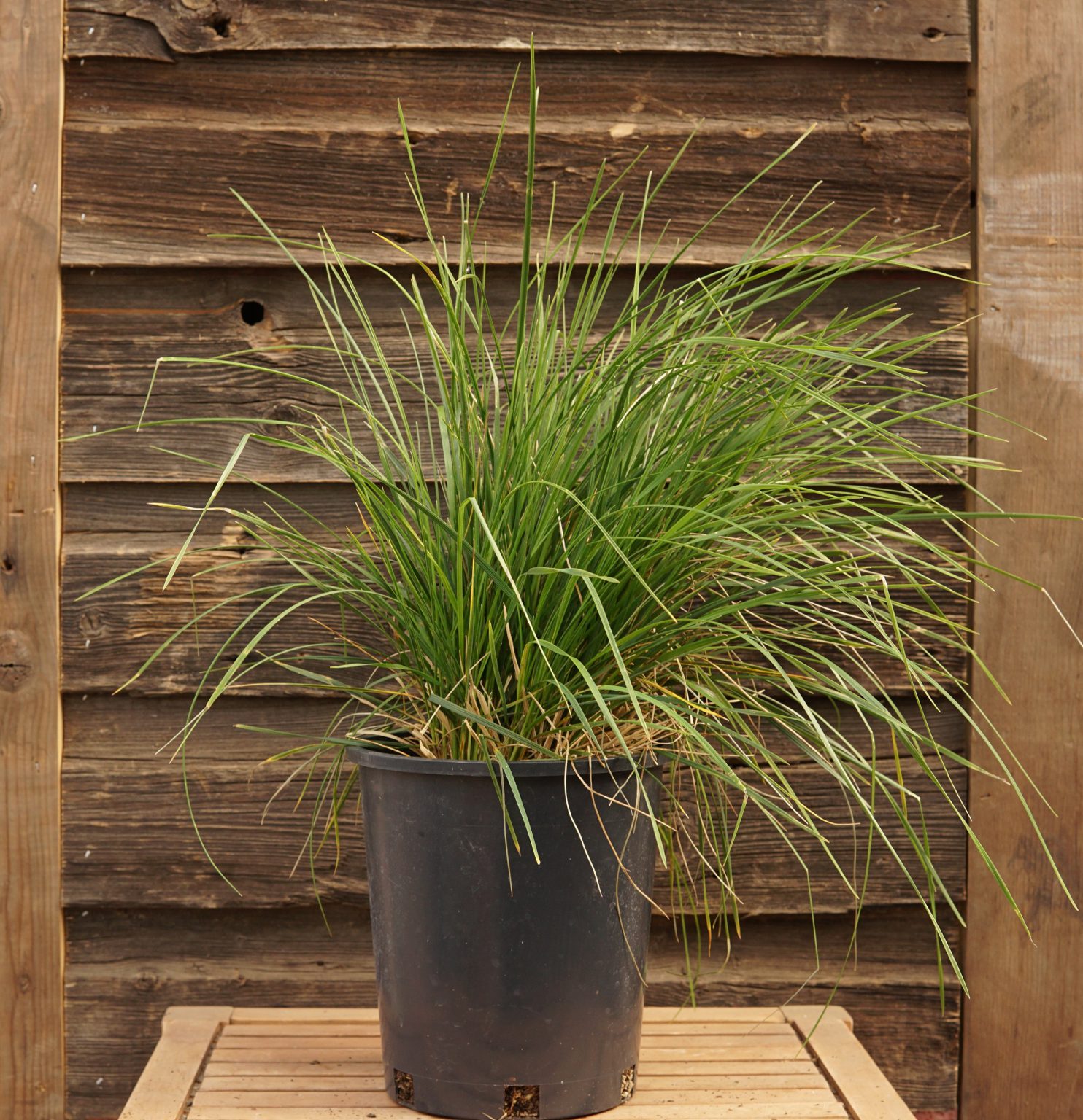 Bronze Tufted Hair Grass • Kiwi Nurseries Ltd