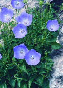 Blue Clips Bellflower • Kiwi Nurseries Ltd