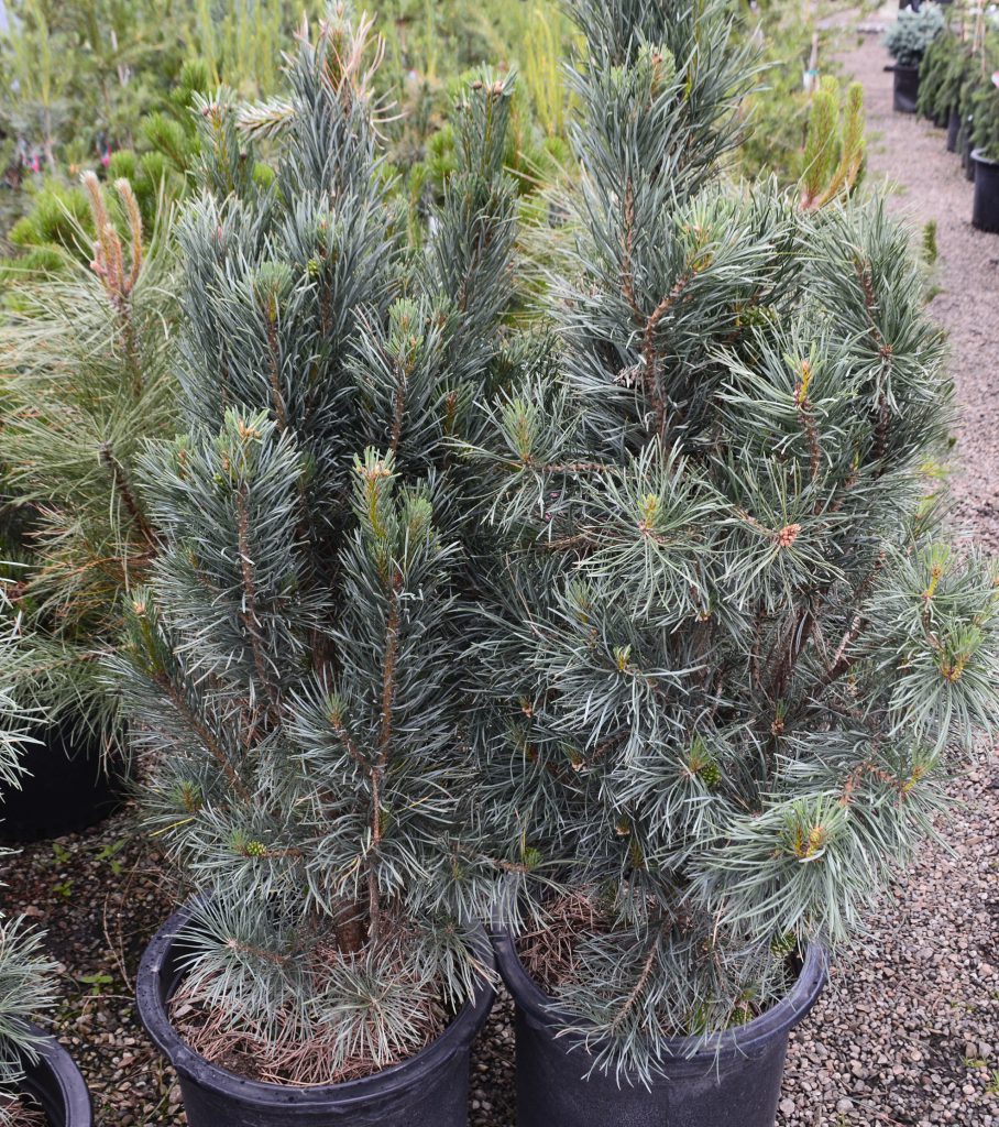 Mountain Pine • Kiwi Nurseries Ltd