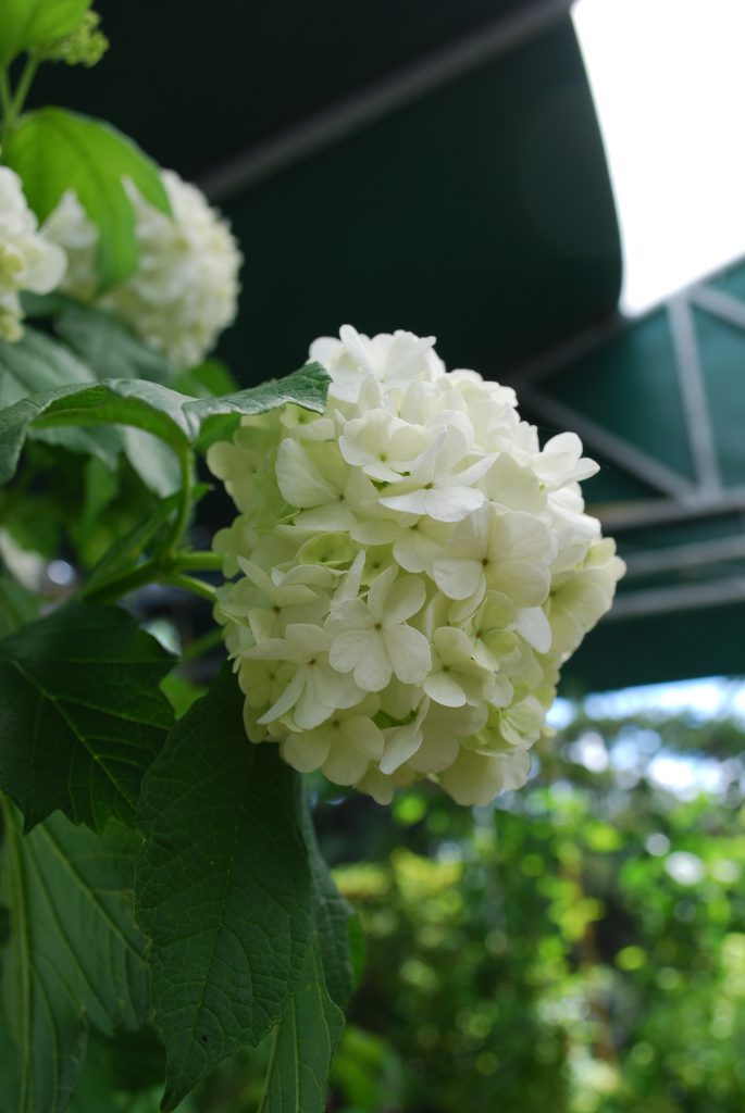 Common Snowball • Kiwi Nurseries Ltd
