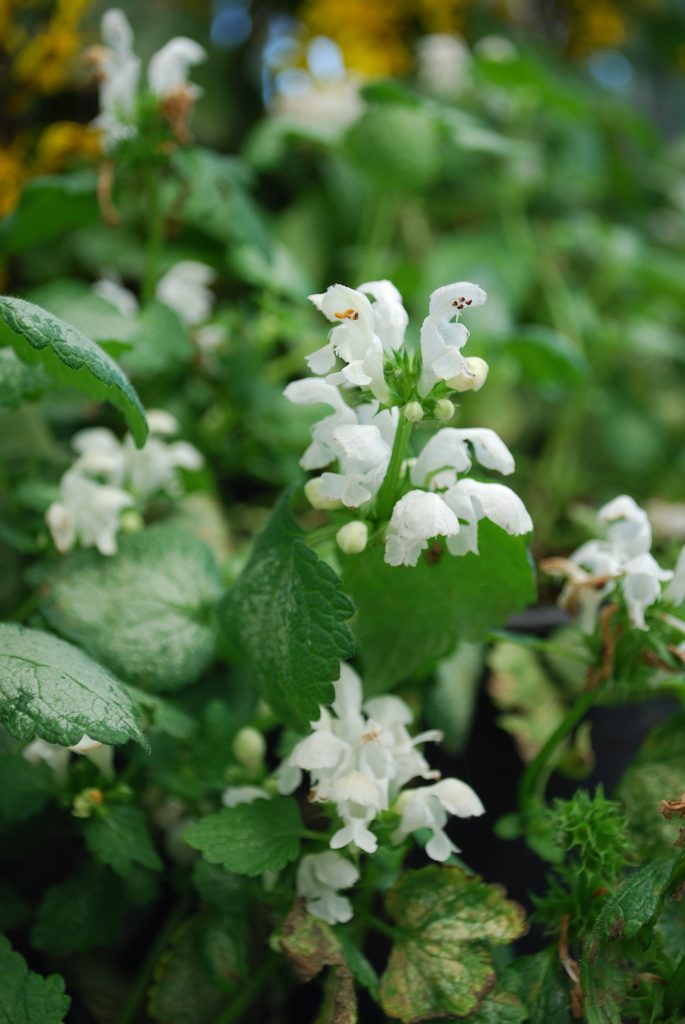 White Nancy Lamium • Kiwi Nurseries Ltd