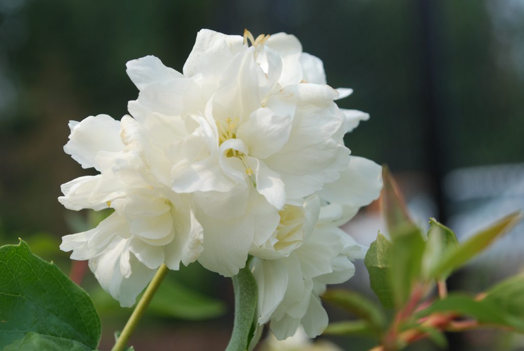 Minnesota Snowflake Mock Orange • Kiwi Nurseries Ltd