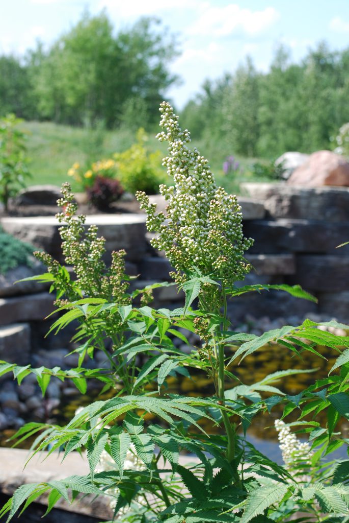 Sem False Spirea • Kiwi Nurseries Ltd