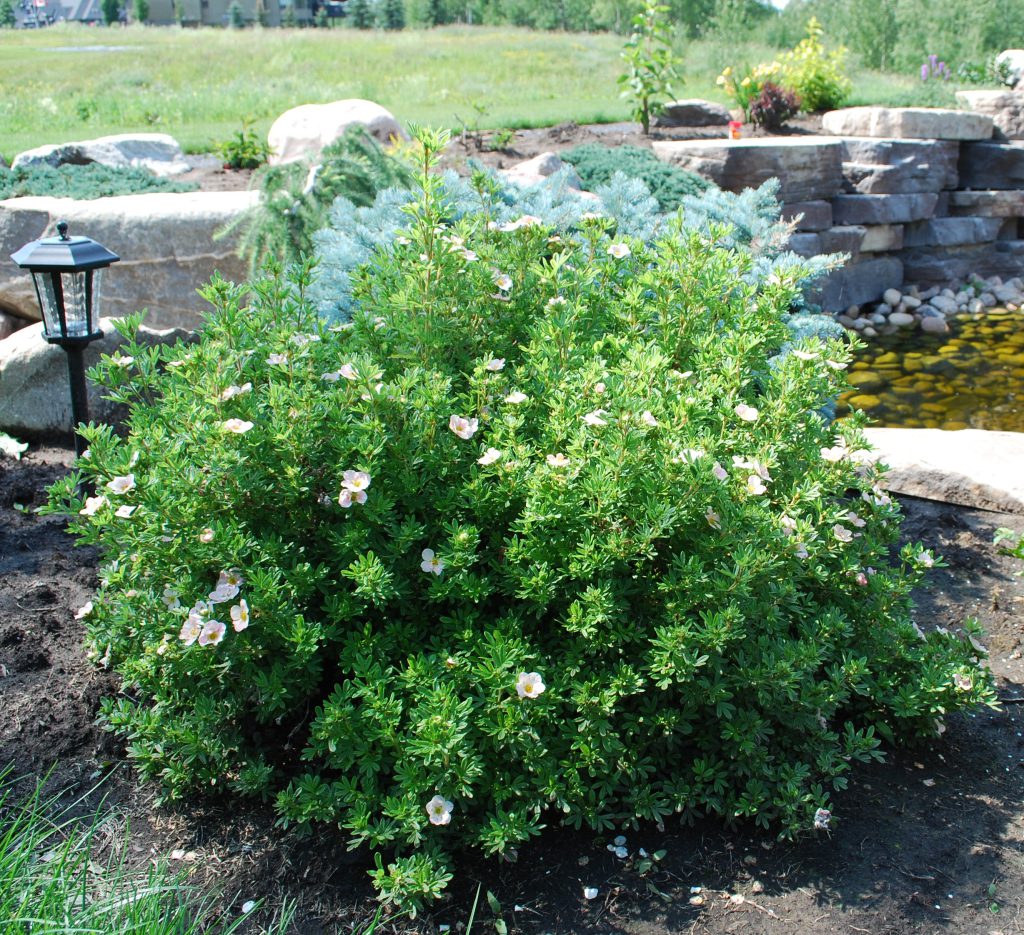 Pink Beauty Potentilla • Kiwi Nurseries Ltd