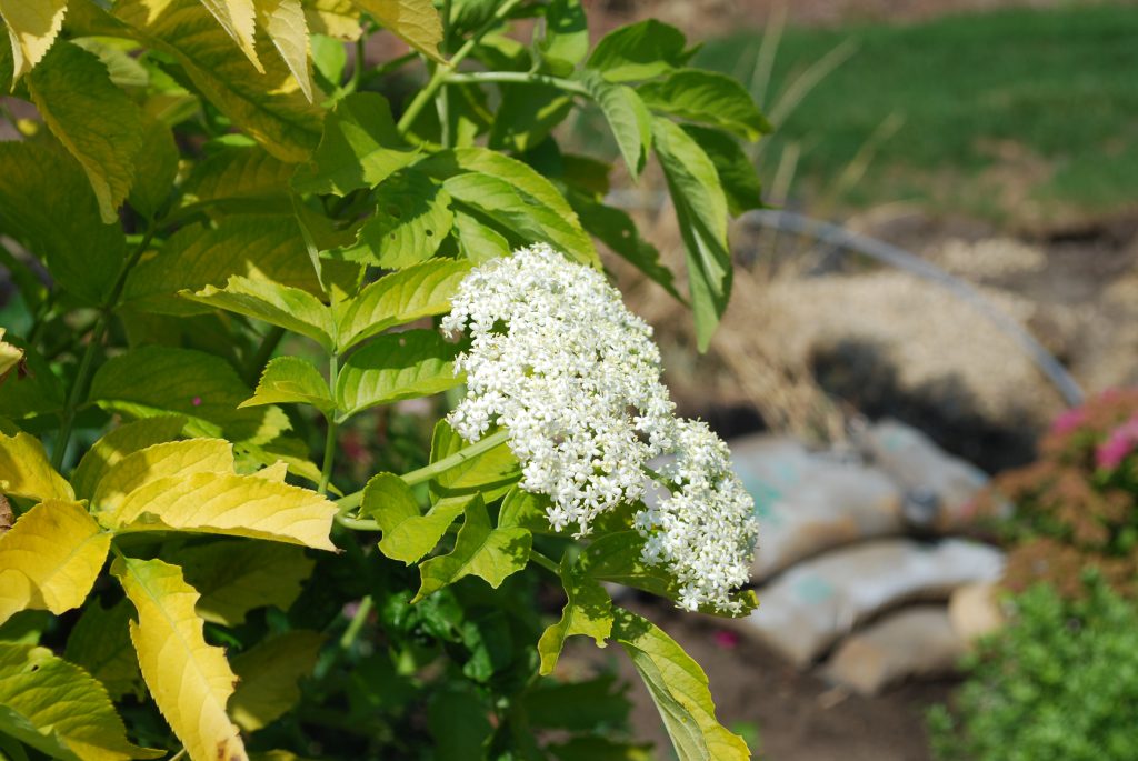 Golden Elder • Kiwi Nurseries Ltd