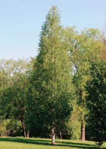 Dakota Pinnacle Birch • Kiwi Nurseries Ltd