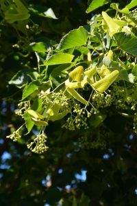 Dropmore Linden • Kiwi Nurseries Ltd