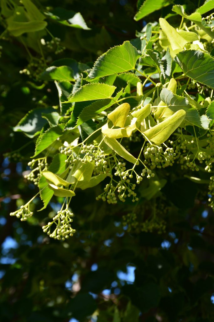 Dropmore Linden • Kiwi Nurseries Ltd