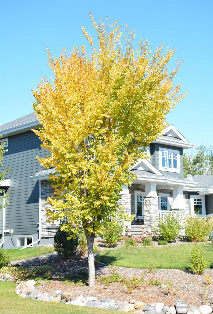 Brandon Elm • Kiwi Nurseries Ltd