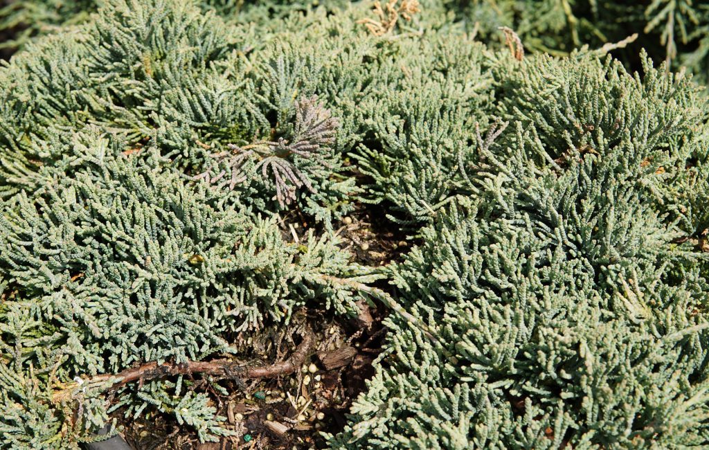 Icee Blue Juniper • Kiwi Nurseries Ltd