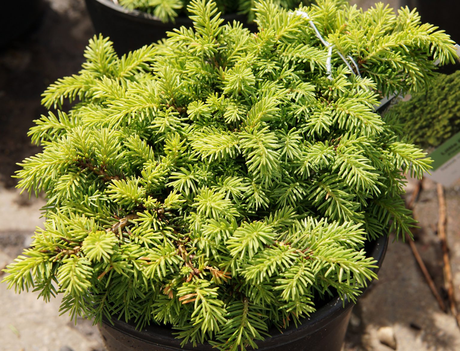 Little Gem Spruce • Kiwi Nurseries Ltd