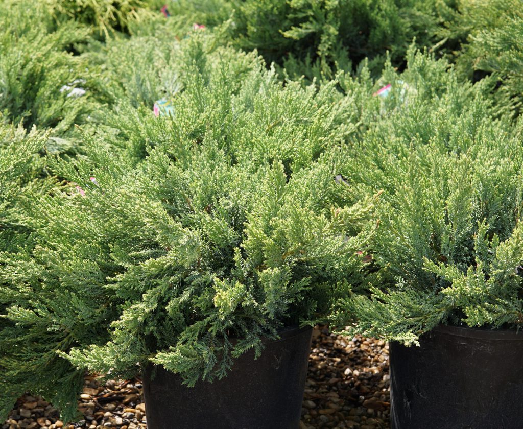New Blue Tamarix Juniper • Kiwi Nurseries Ltd