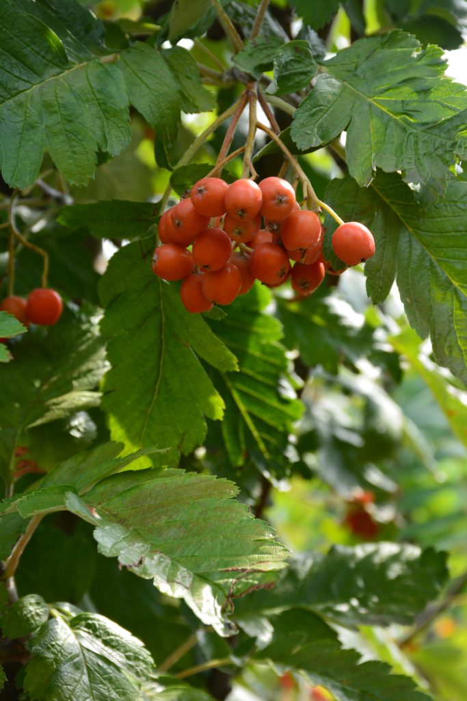 Oak Leaf Mountain Ash • Kiwi Nurseries Ltd