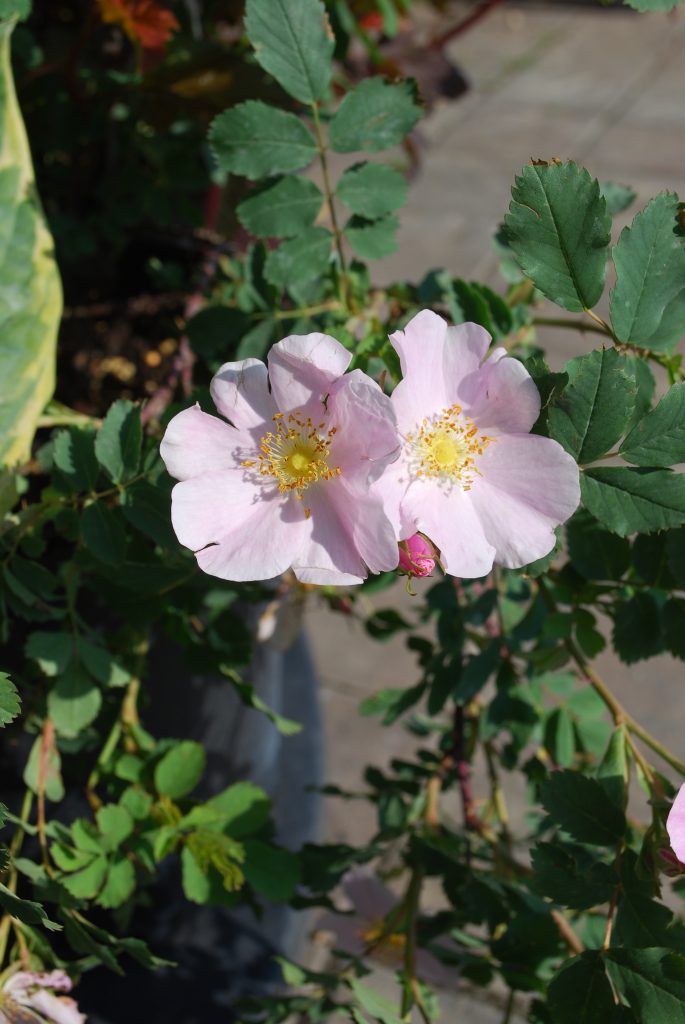 Prickly Rose • Kiwi Nurseries Ltd