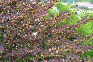 Ruby Carousel Barberry • Kiwi Nurseries Ltd