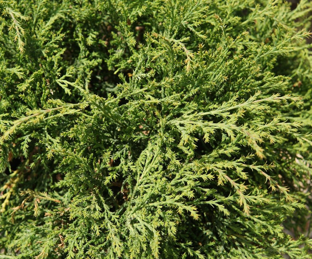 Russian Cypress • Kiwi Nurseries Ltd