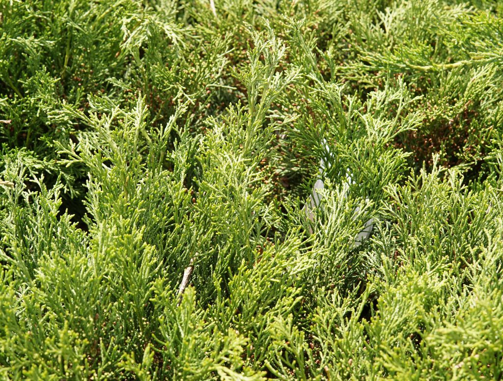 Skandia Juniper • Kiwi Nurseries Ltd