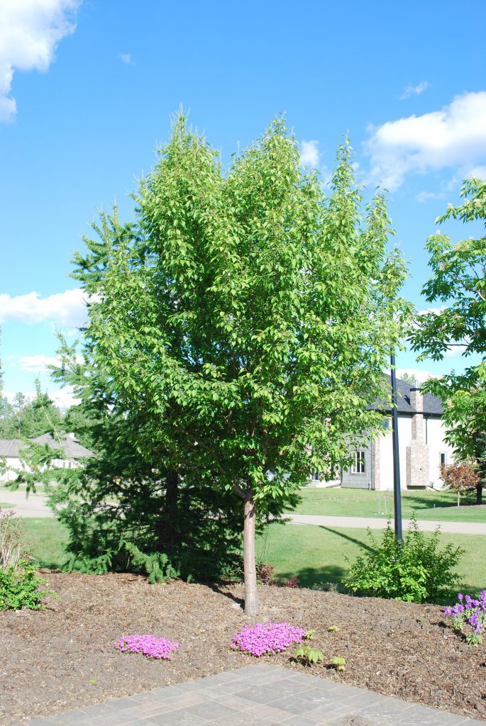 Starlite Flowering Crabapple • Kiwi Nurseries Ltd