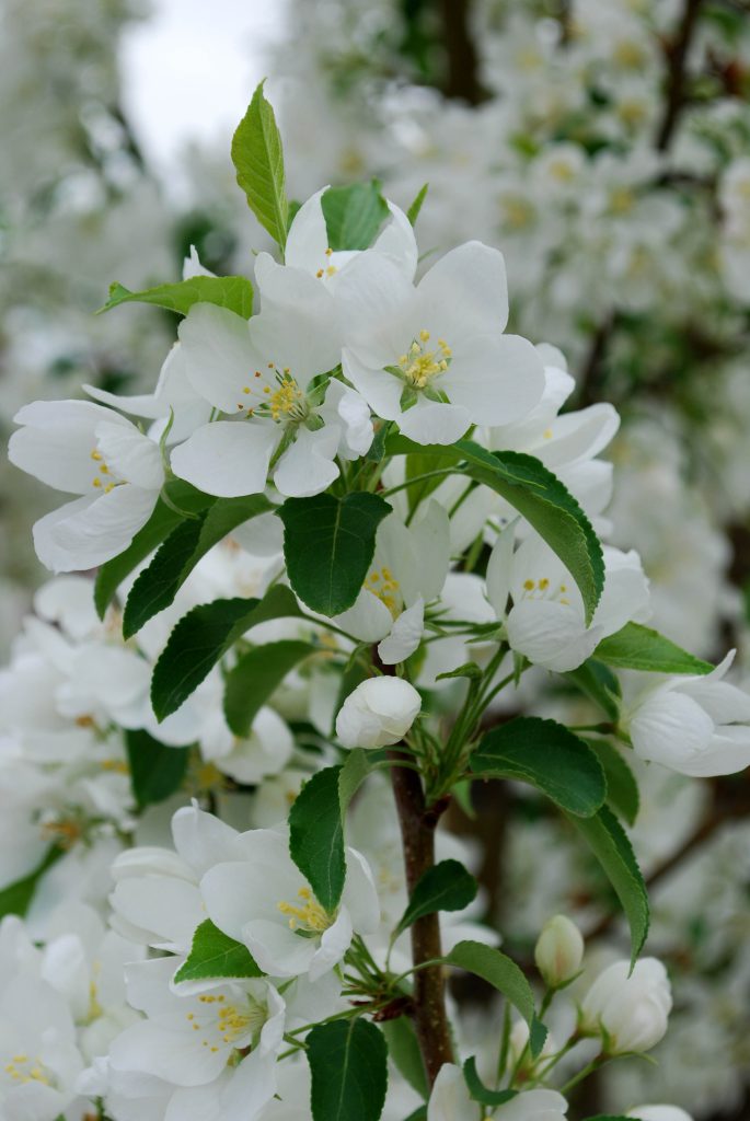Spring Snow Crabapple • Kiwi Nurseries Ltd