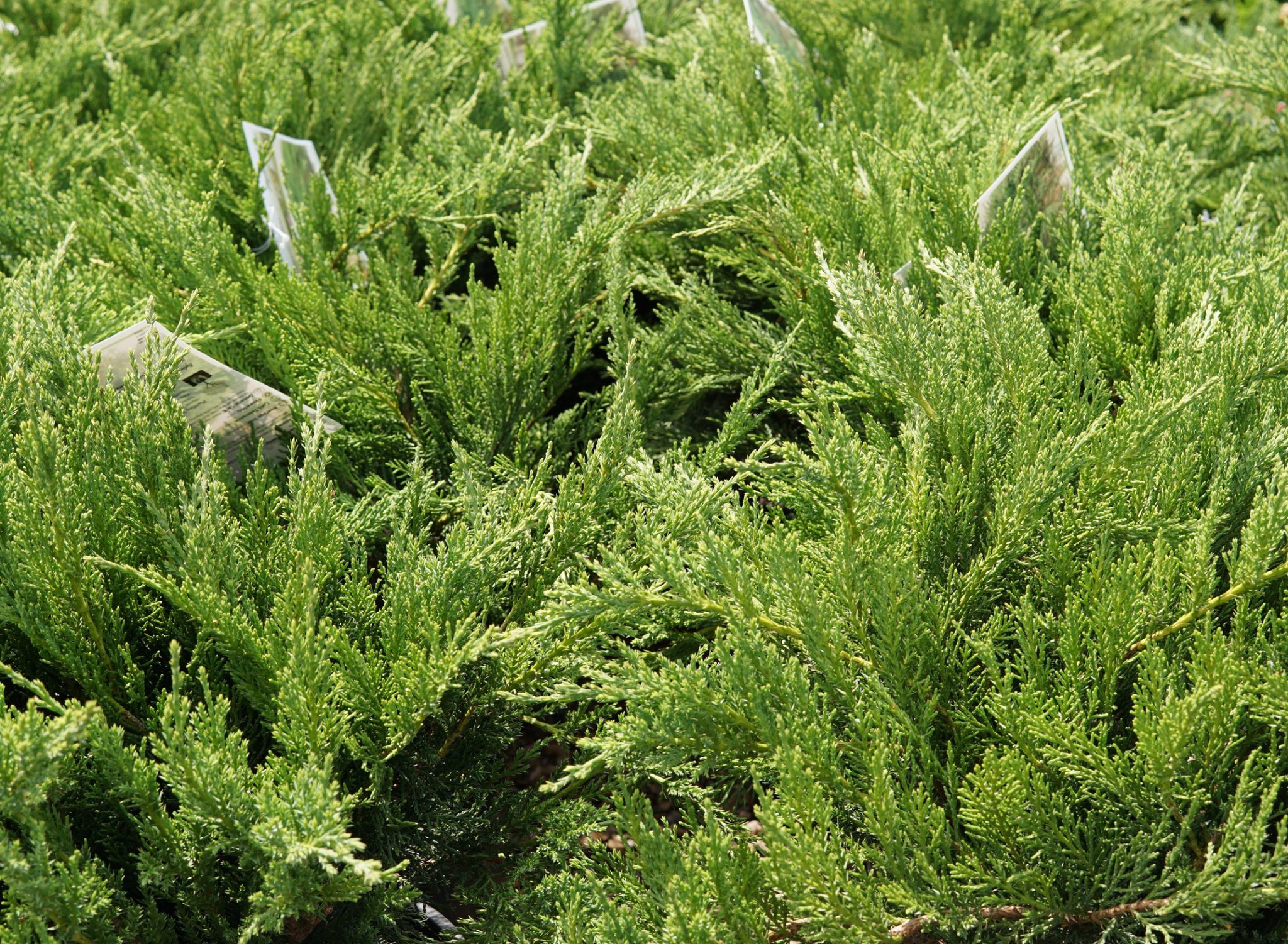 Tamarix Juniper • Kiwi Nurseries Ltd