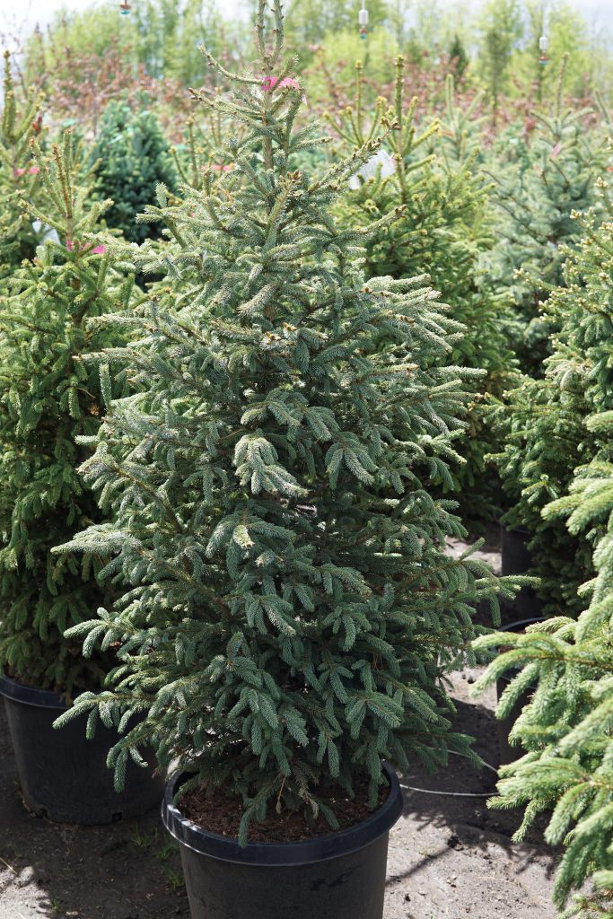 Weeping White Spruce • Kiwi Nurseries Ltd