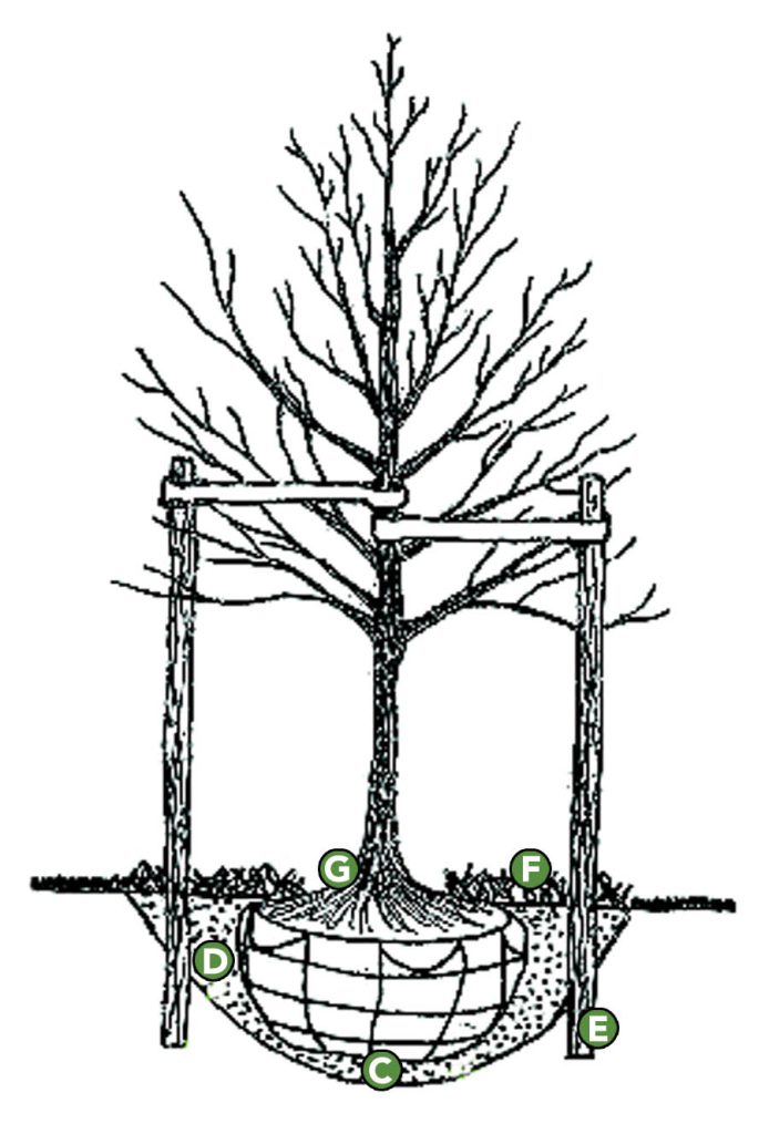 Planting Instructions - Kiwi Nurseries