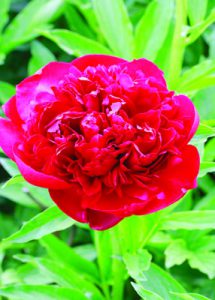 Red Sarah Bernhardt Peony • Kiwi Nurseries Ltd