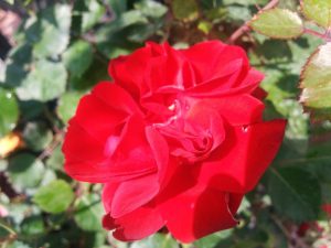 Canadian Shield Rose • Kiwi Nurseries Ltd