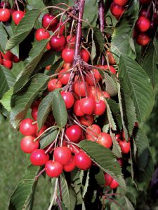 Amur Cherry • Kiwi Nurseries Ltd
