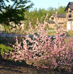 Double Flowering Plum • Kiwi Nurseries Ltd