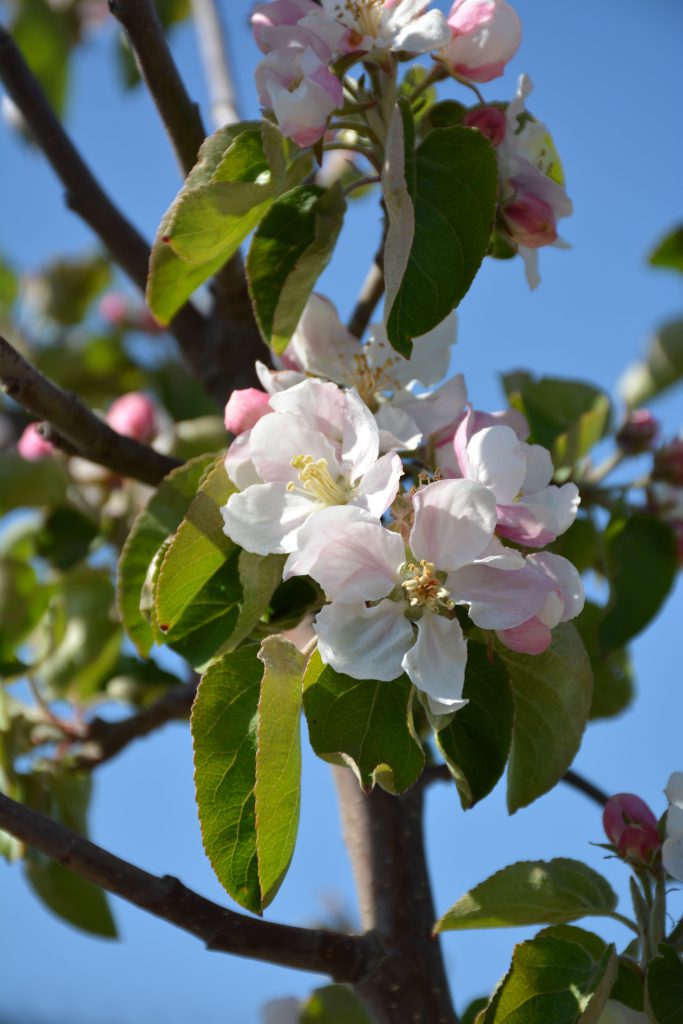 Spring Snow Crabapple • Kiwi Nurseries Ltd