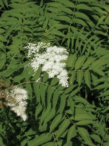 Sem False Spirea • Kiwi Nurseries Ltd