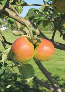 Goodland Apple • Kiwi Nurseries Ltd