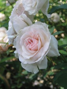 Morden Blush Rose • Kiwi Nurseries Ltd