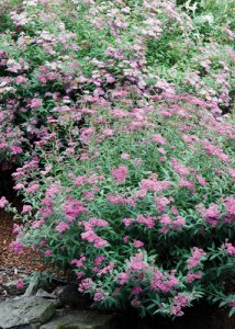 Neon Flash Spirea • Kiwi Nurseries Ltd