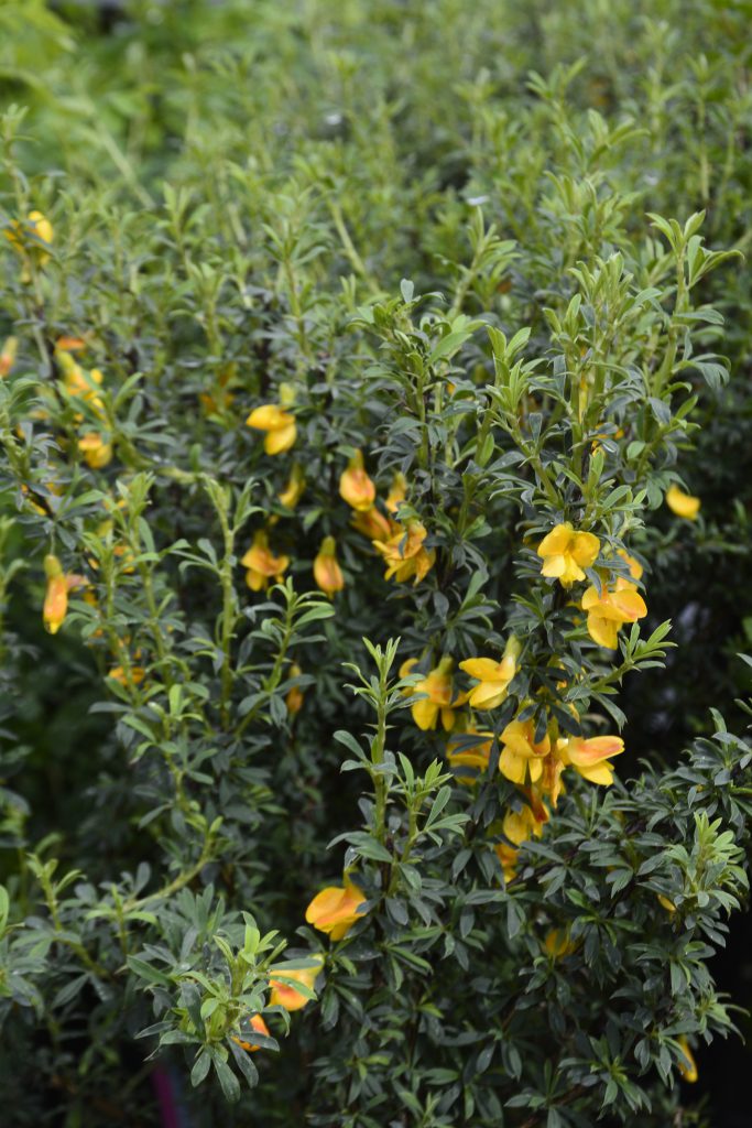 Pygmy Peashrub Caragana • Kiwi Nurseries Ltd