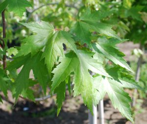 Sienna Glen Maple • Kiwi Nurseries Ltd