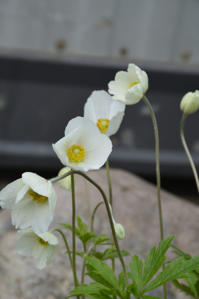 Snowdrop Anemone • Kiwi Nurseries Ltd