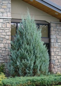 Wichita Blue Juniper • Kiwi Nurseries Ltd