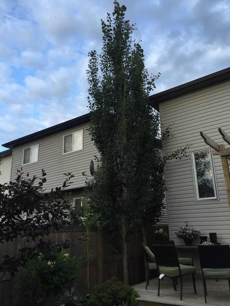 Swedish Columnar Aspen • Kiwi Nurseries Ltd