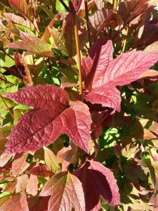 Bailey Compact American Cranberry • Kiwi Nurseries Ltd