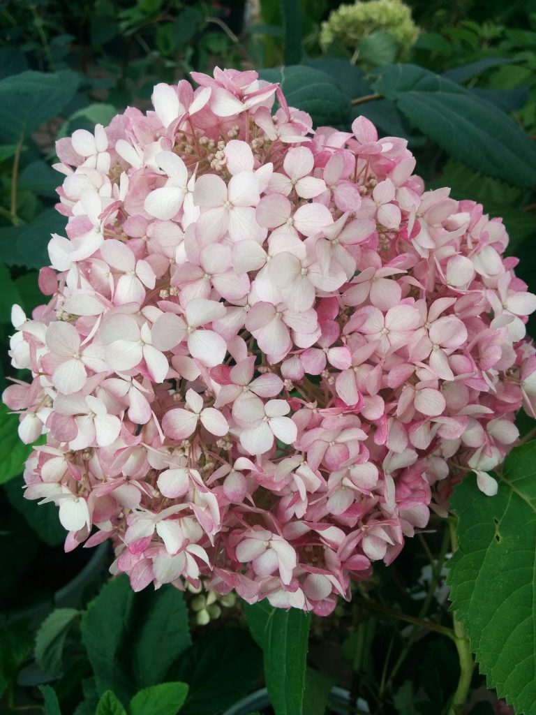 Invincibelle Spirit II Hydrangea • Kiwi Nurseries Ltd