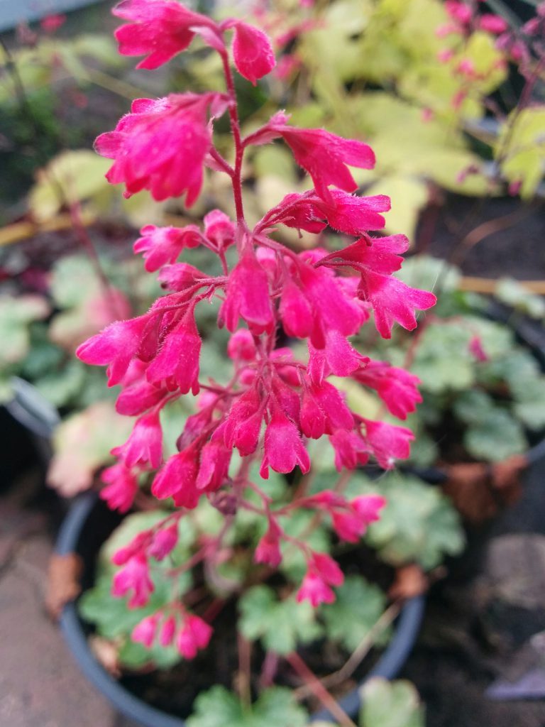 Tiny Tortuga Turtlehead • Kiwi Nurseries Ltd