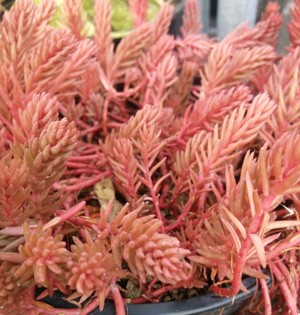 Red Wiggle Sedum (Stonecrop) • Kiwi Nurseries Ltd
