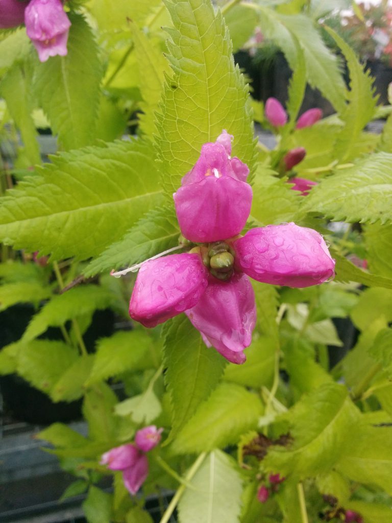 Tiny Tortuga Turtlehead • Kiwi Nurseries Ltd