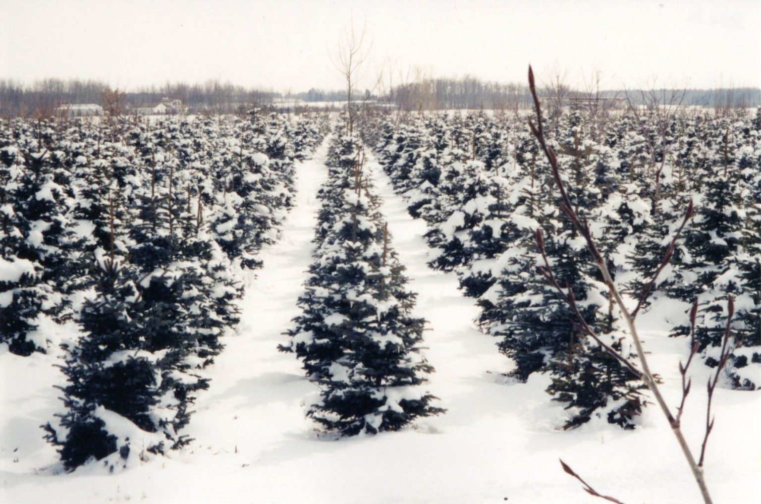 Our Story - Kiwi Nurseries