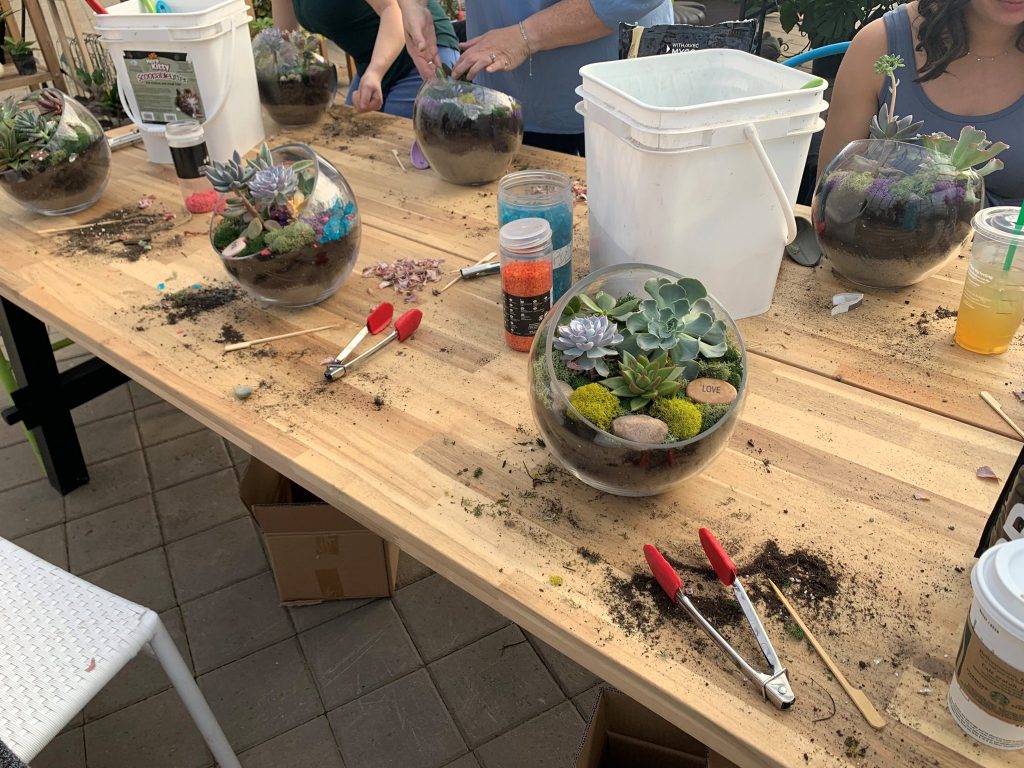 40 Years of Fun - Kiwi Nurseries